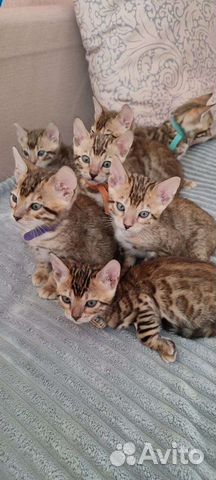Бенгальская кошка