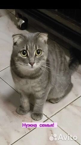 Шотландская вислоухая кошка