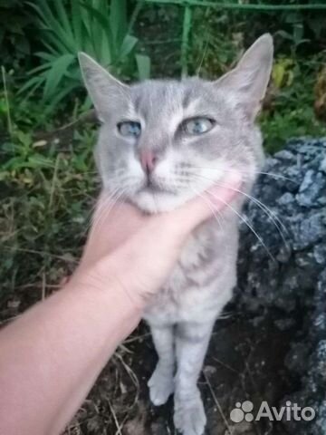 Кошка