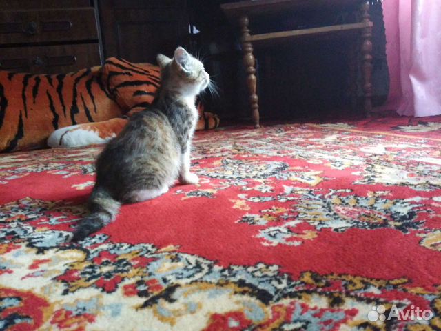 Котенок (кошка) 2,5 месяца