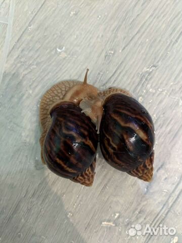 Ахатины иммакулята