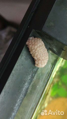 Икра ампулярии