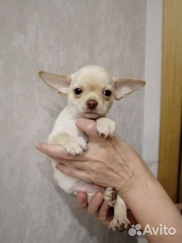 Щенки чихуахуа с документами