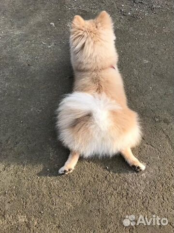 Померанский шпиц вязка