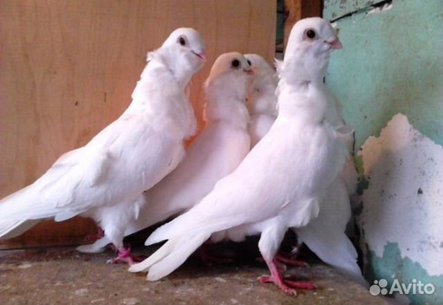 Продажа голубей