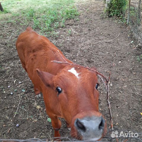 Корова телка, телочка, теленок коровы