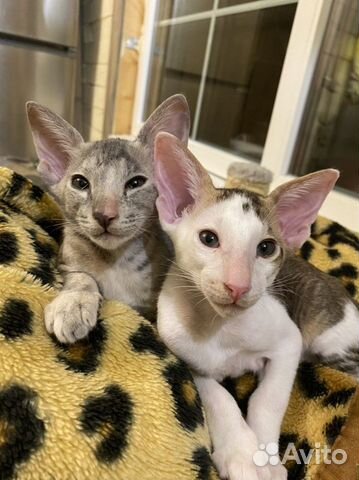 Ориентальная