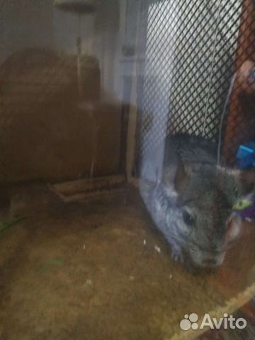Продам шиншил за 3000 мальчик и девочка с домиком