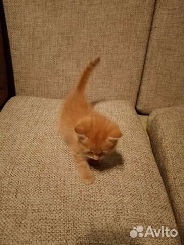 Шотландские котята