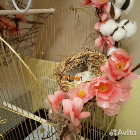 Зебровые амадинки