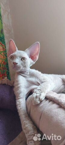 Котята Девонята