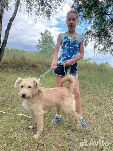 Маленький Макс ищет дом из приюта