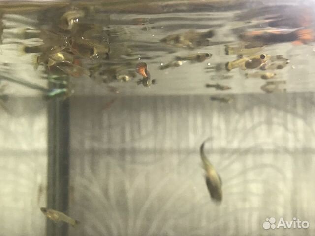 Рыбки гуппи