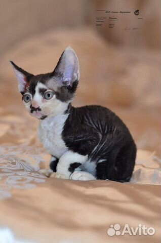 Мальчик девон рекс