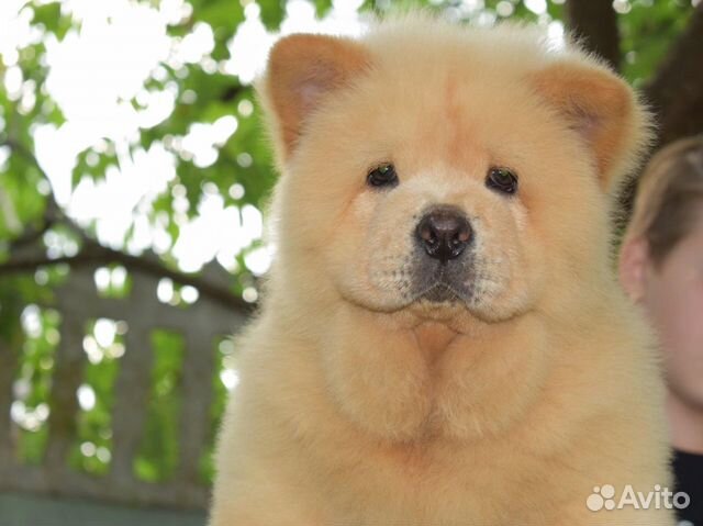 Щенки чау-чау