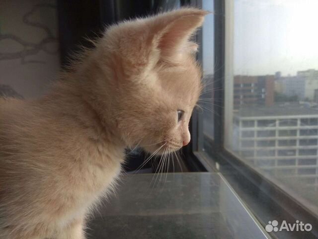 Котёнок 1,5месяца в дар (кот)