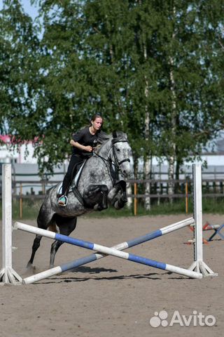 Молодая кобыла в аренду