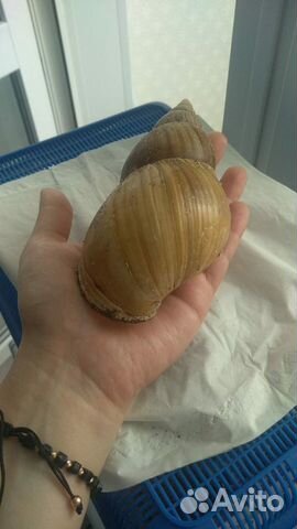 Улитка ахатинец