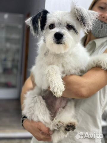 Метис болонки и китайской хохлатой пуховка