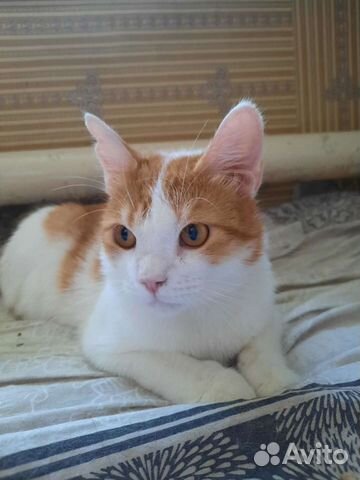 Рыжий кот 1 год кастрат