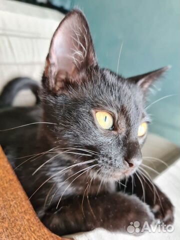 Чудесная девочка Манки в добрые руки