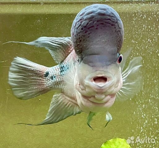 Флауэр хор flower horn