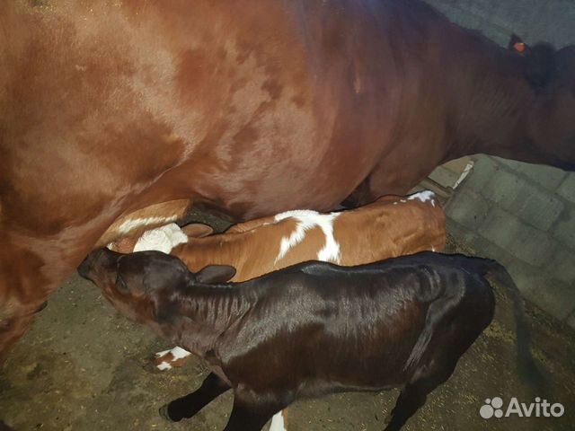 Бычки и быки телки