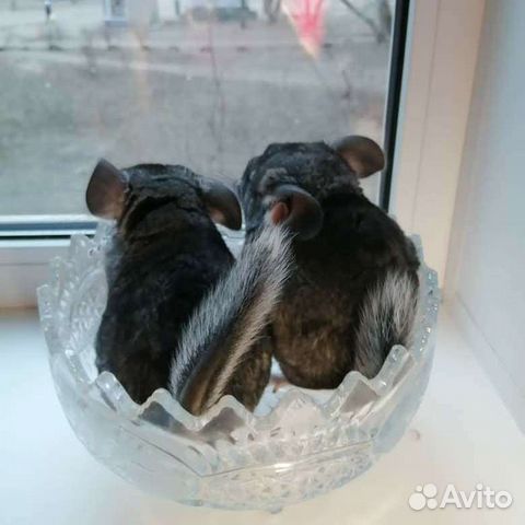 Шиншиллы девочки 2 месяца