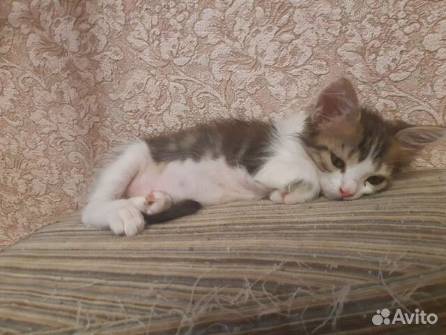 Кошка в дар