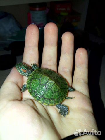 Красноухая черепаха