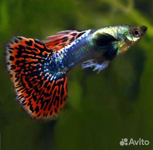 Гуппи слоновьи уши