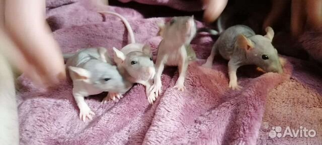 Крысята сфинксы Рекс дамбо