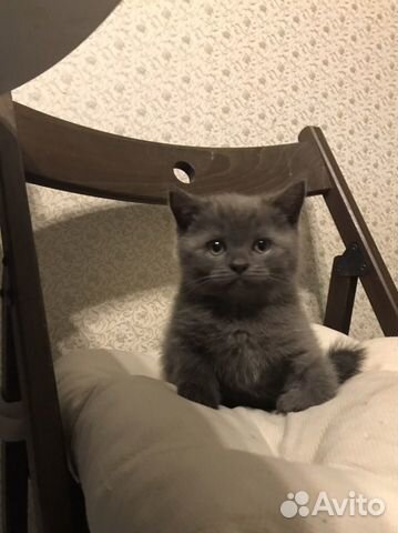 Маленький принц