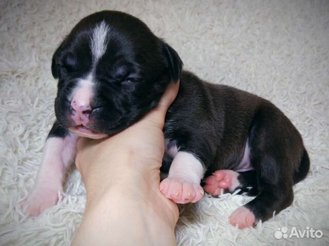 Мощный Кобель Амстаффа РКФ