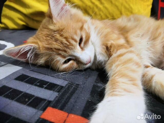 Симпатичный рыжий котенок мальчик, ищем семью