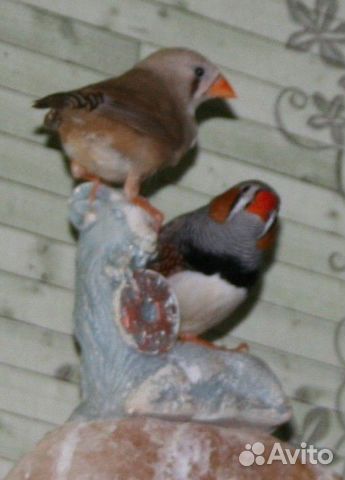 Сложившаяся парочка зебровых амадин