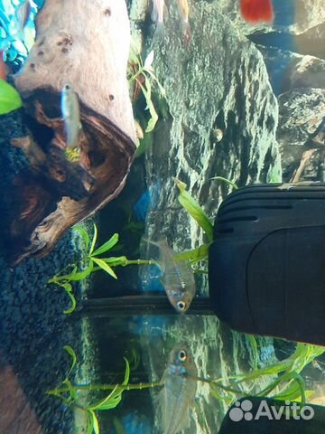 Стеклянный окунь