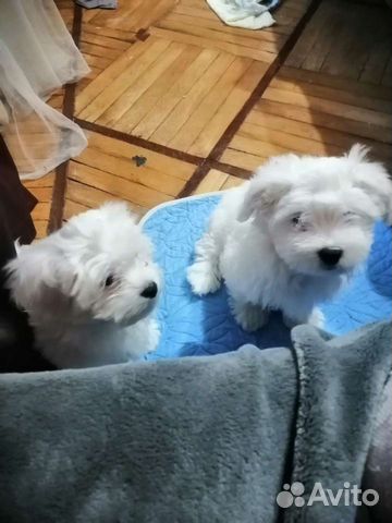 Щенки Мальтезе, Мальтийская болонка