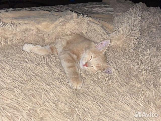 Рыжий (персиковый) котик