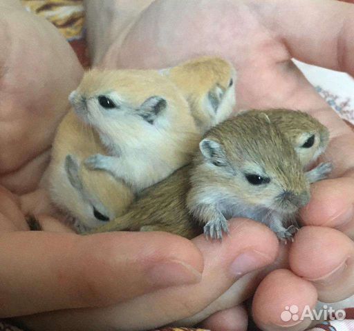 Песчанка