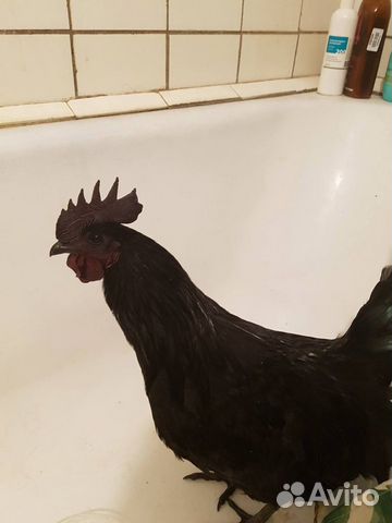 Отдам в добрые руки редкого черного петуха