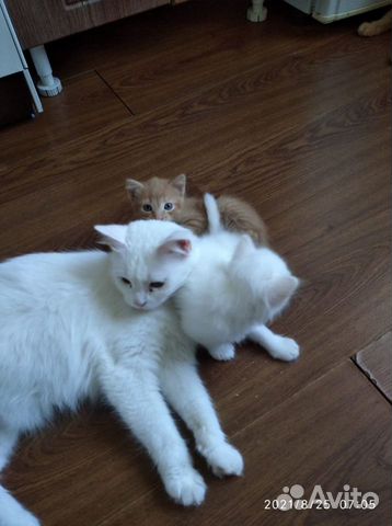 Котята бесплатно