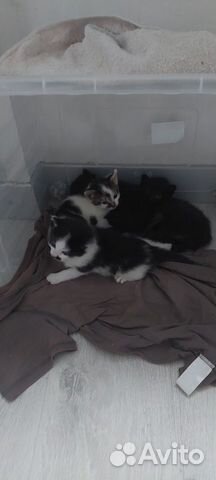 SoS Отдадим котят, подкидыши
