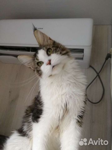 Котенок mainCoon