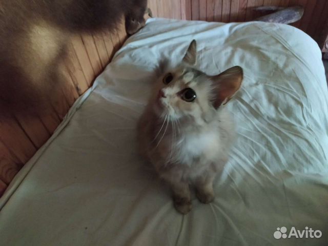 Ласковая кошечка Люся