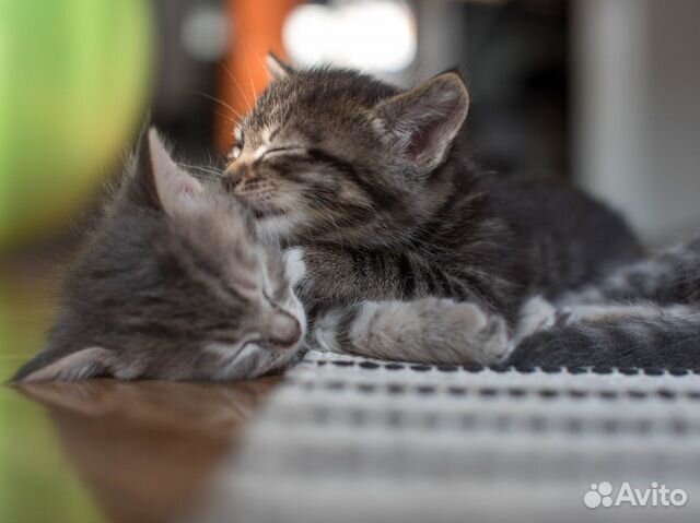6 котят ищут новый дом