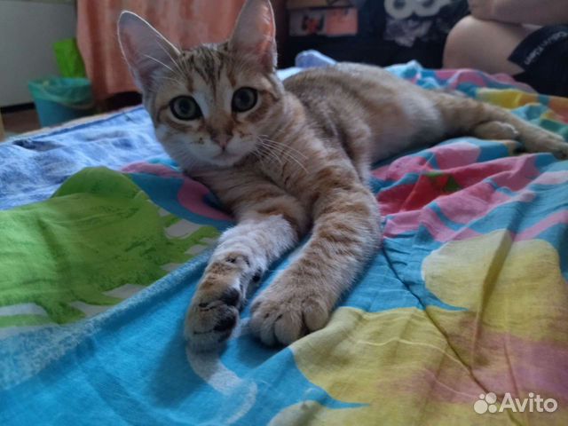Отдам молоденькую кошечку