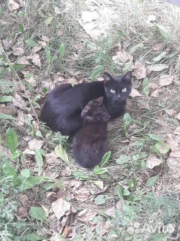 Котята черные