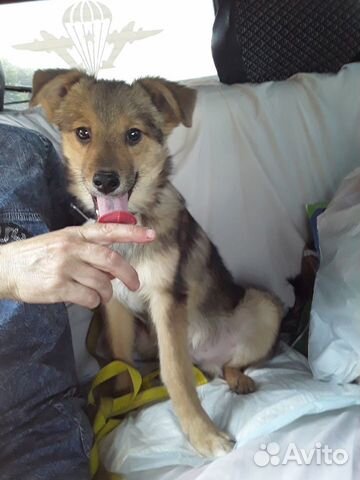 Миша для дома или квартиры