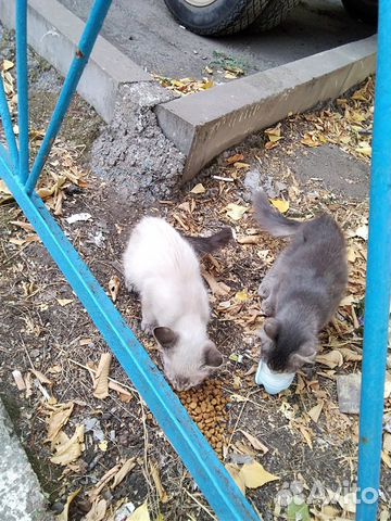 Балинезийский и Сибирский котята